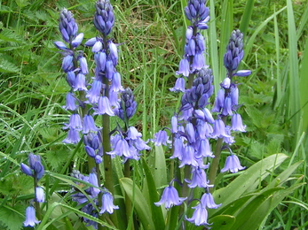 Invasive Non-Native Species Week | Essex Wildlife Trust