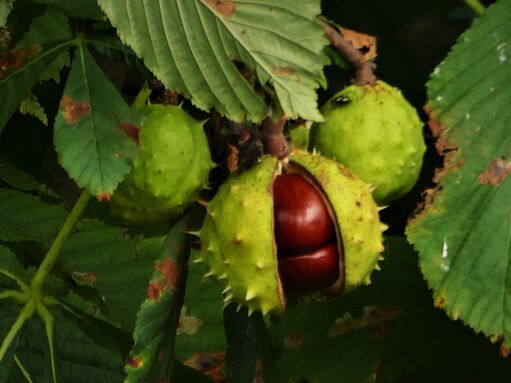Bonkers for conkers | Essex Wildlife Trust