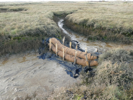 Saltmarsh recovery | Essex Wildlife Trust