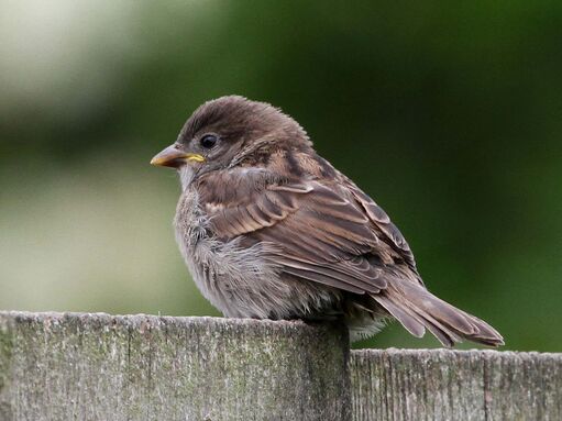 Befuddling brown birds | Essex Wildlife Trust