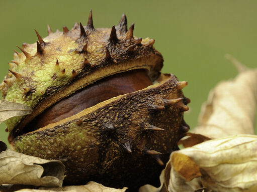 Bonkers for conkers | Essex Wildlife Trust