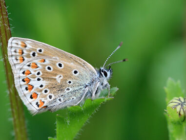 Butterfly Seekers | Essex Wildlife Trust