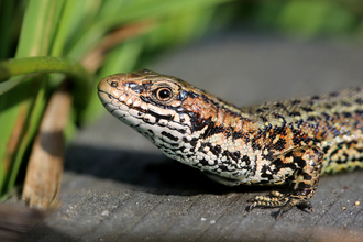 Reptiles | Essex Wildlife Trust