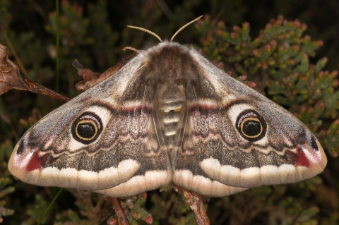 Emperor moth | Essex Wildlife Trust