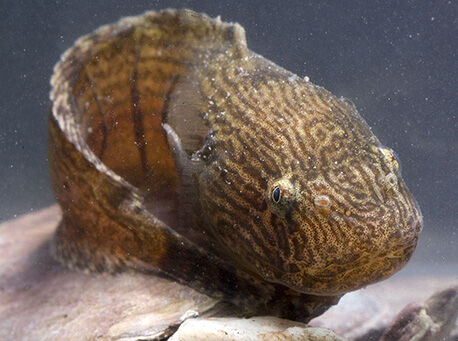 Montagu’s sea snail | Essex Wildlife Trust