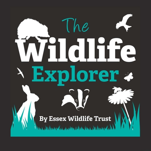 The Wildlife Explorer | Essex Wildlife Trust