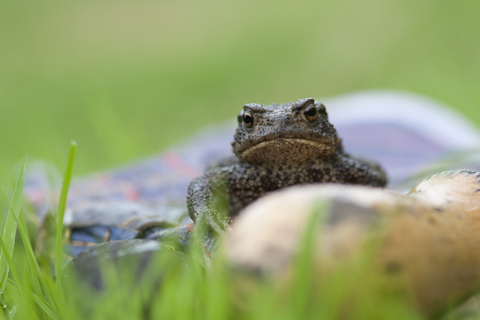 A toad's transformation | Essex Wildlife Trust
