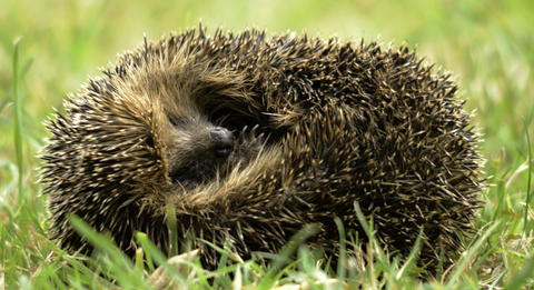 how to make a hedgehog house blue peter