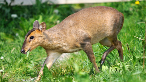 Muntjac deer | Essex Wildlife Trust