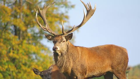 Red deer | Essex Wildlife Trust