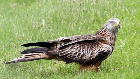 Red kite | Essex Wildlife Trust