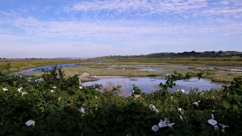 Two Tree Island Nature Reserve | Essex Wildlife Trust