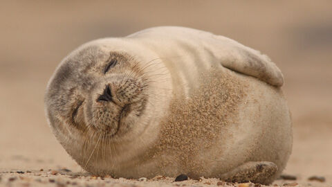 Common seal | Essex Wildlife Trust