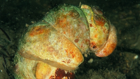 Slipper limpet | Essex Wildlife Trust
