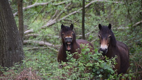 Tiptree Heath Nature Reserve | Essex Wildlife Trust