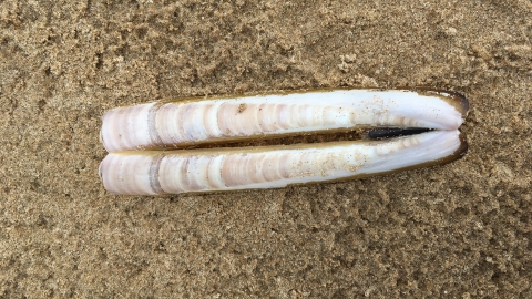 Razor shell | Essex Wildlife Trust