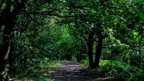 Tiptree Heath Nature Reserve | Essex Wildlife Trust