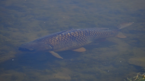 Common carp | Essex Wildlife Trust
