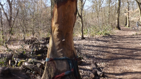 Forest Faces | Essex Wildlife Trust