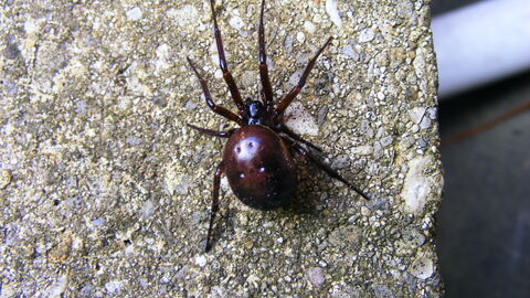 False widow spider | Essex Wildlife Trust