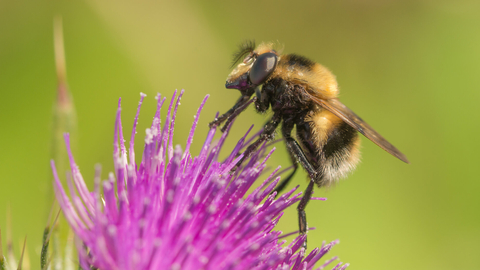 Bumblebee mimic hoverfly | Essex Wildlife Trust