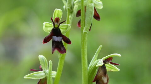 Fly orchid | Essex Wildlife Trust