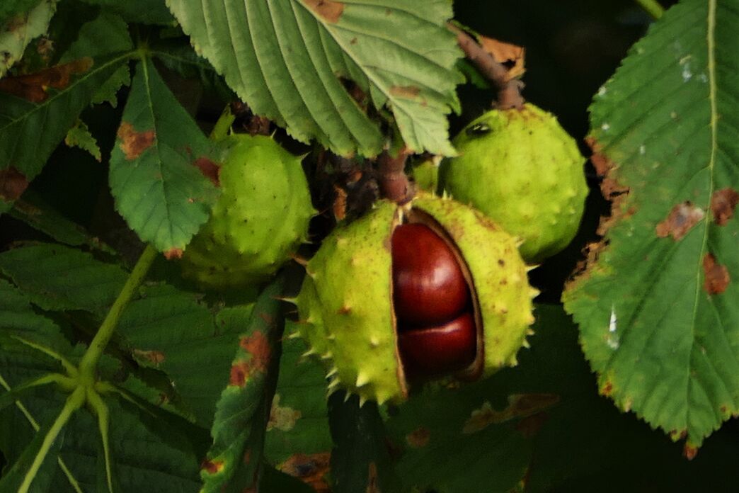 Bonkers for conkers | Essex Wildlife Trust