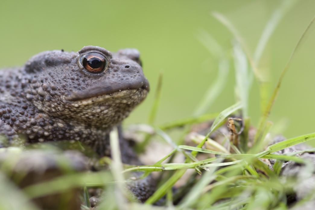Toad Watch | Essex Wildlife Trust