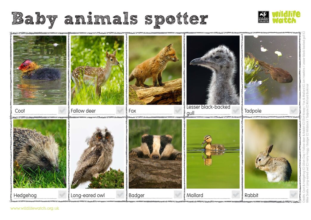 Get Wild at Home | Essex Wildlife Trust