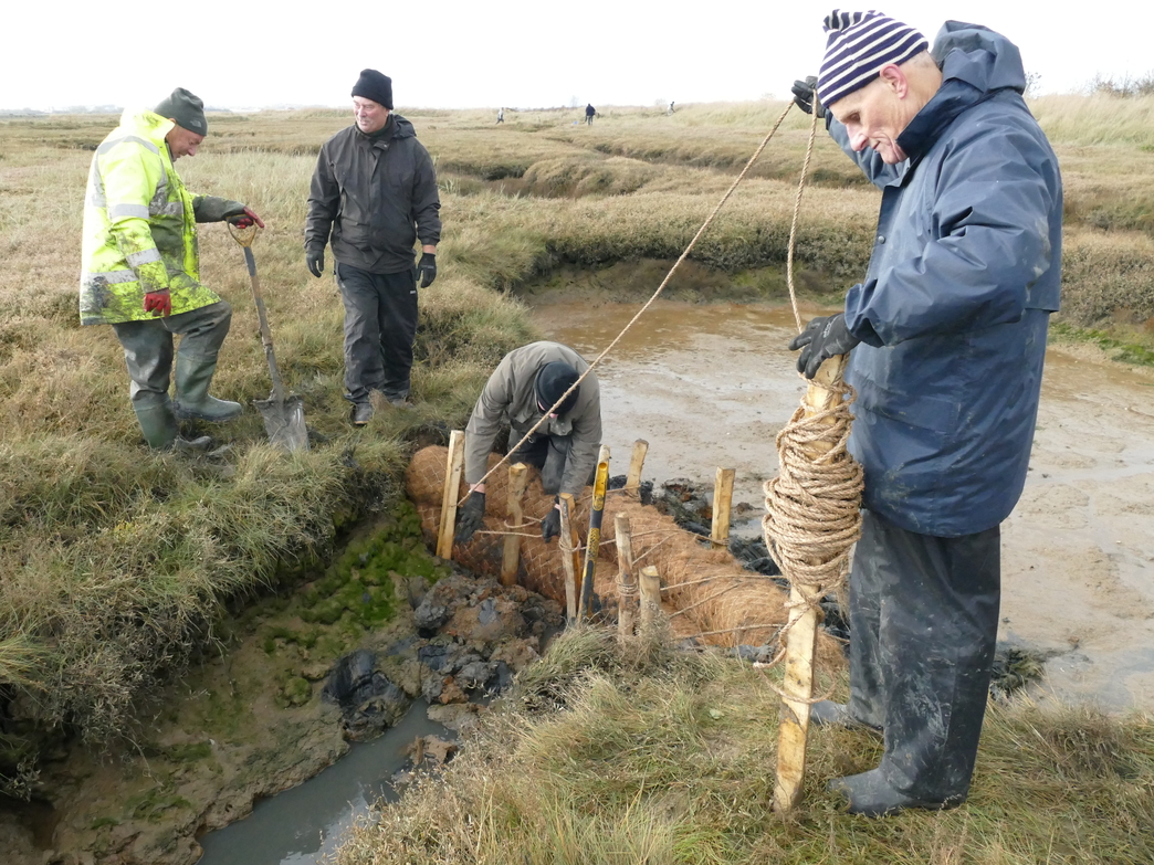 Saltmarsh recovery | Essex Wildlife Trust
