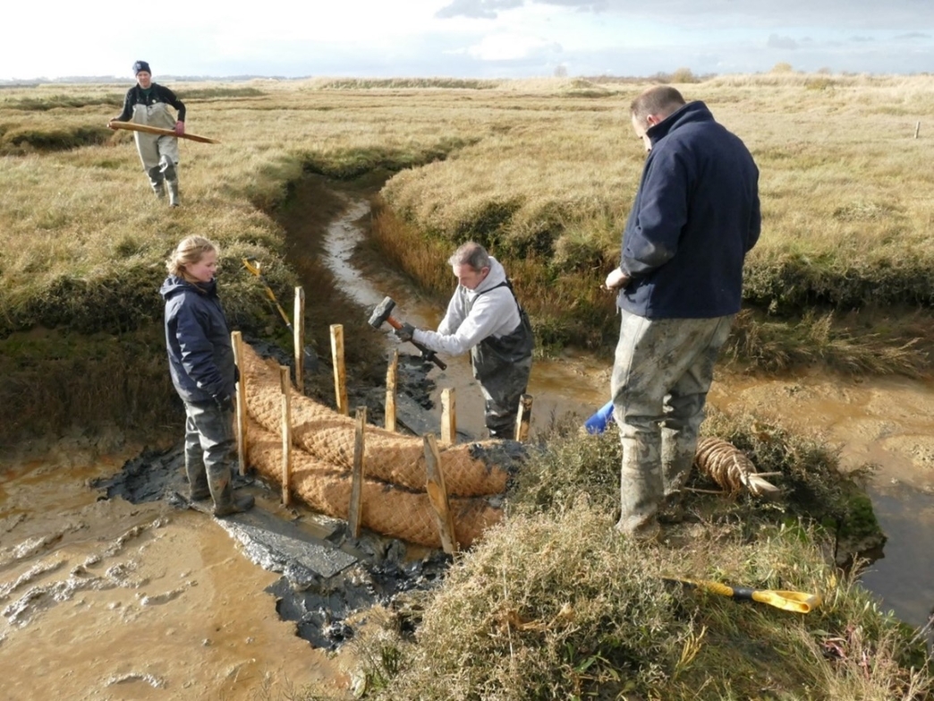 Saltmarsh recovery | Essex Wildlife Trust