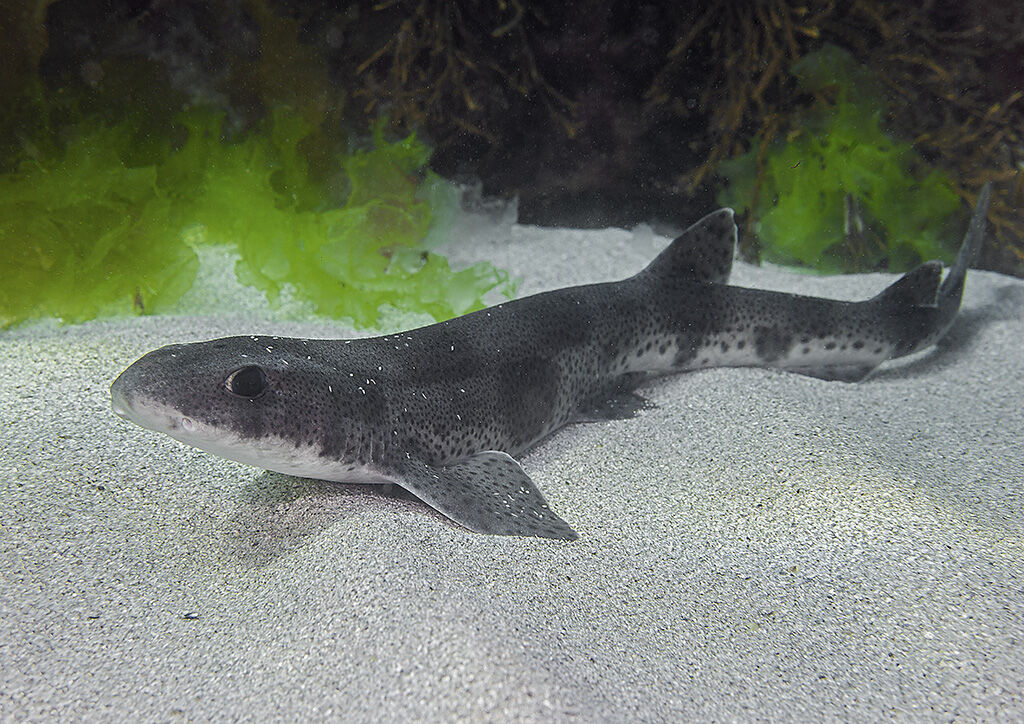 How to help marine life | Essex Wildlife Trust