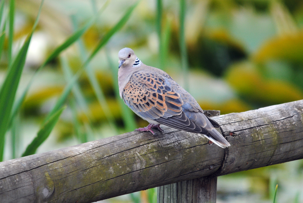 Recovering lost ponds | Essex Wildlife Trust