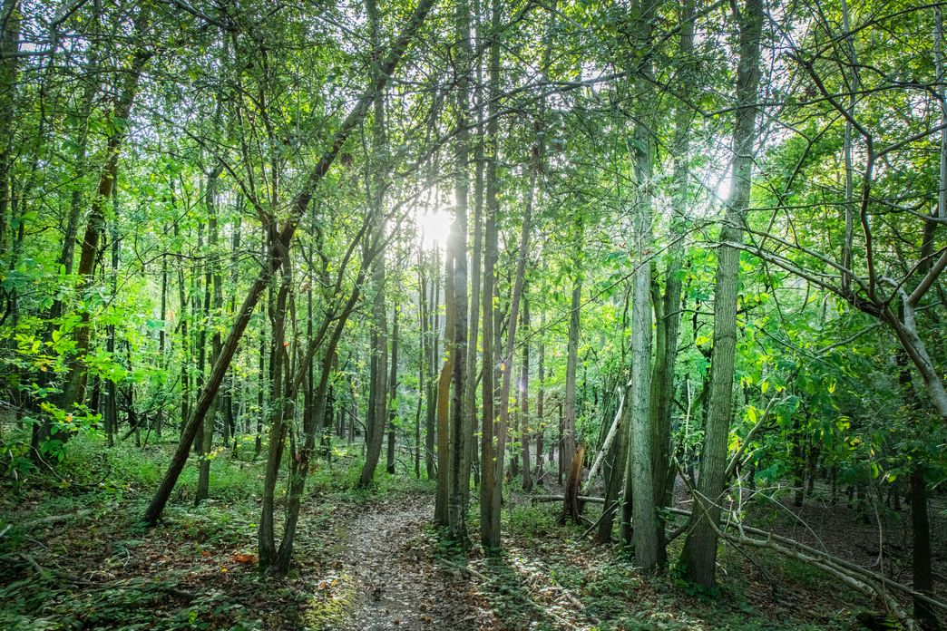 Essex Wildlife Trust celebrates new nature reserve | Essex Wildlife Trust