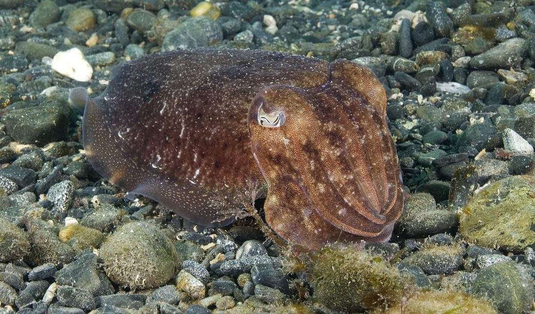 How to help marine life | Essex Wildlife Trust