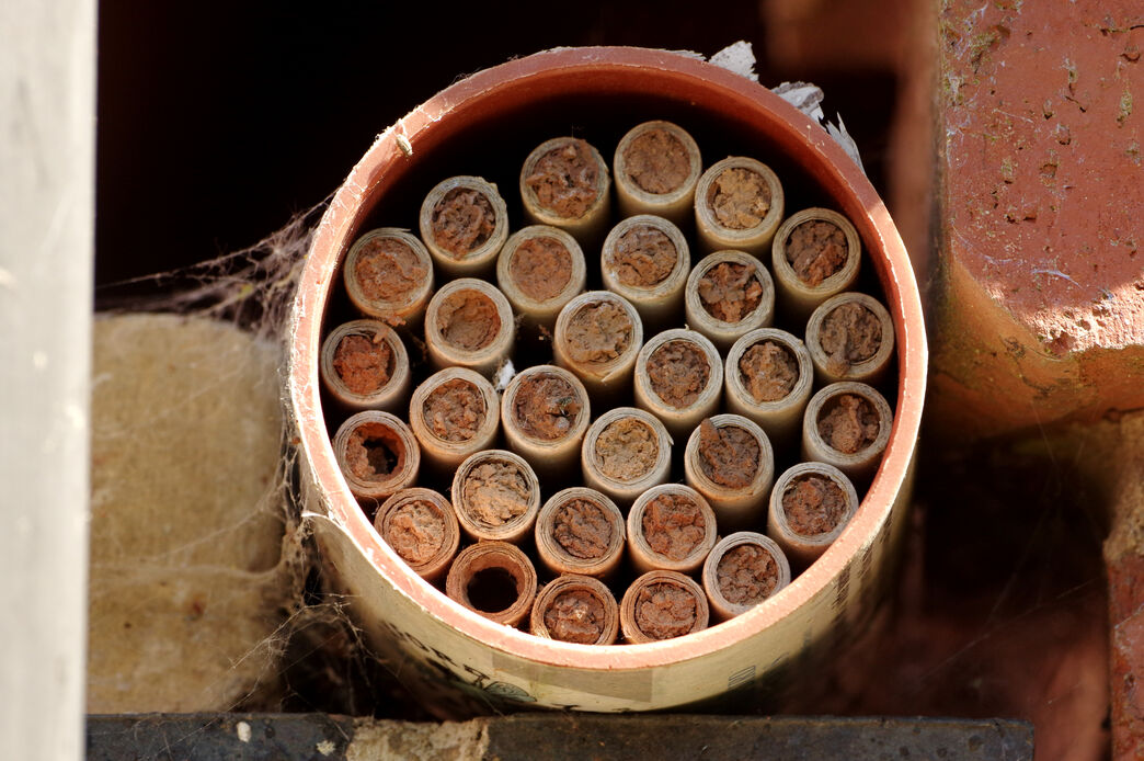 Build a bug or bee hotel | Essex Wildlife Trust