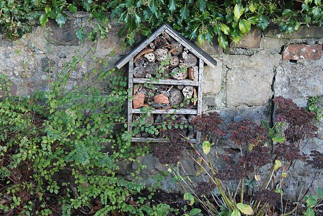 Build a bug or bee hotel | Essex Wildlife Trust