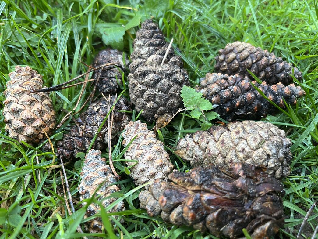 Create a habitat pile | Essex Wildlife Trust