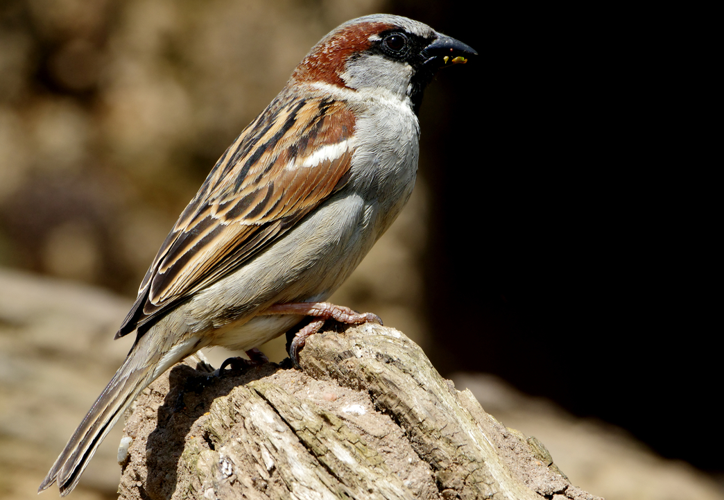 Befuddling brown birds | Essex Wildlife Trust