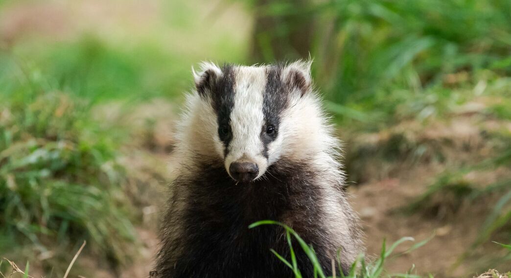 Help wildlife in your local area | Essex Wildlife Trust