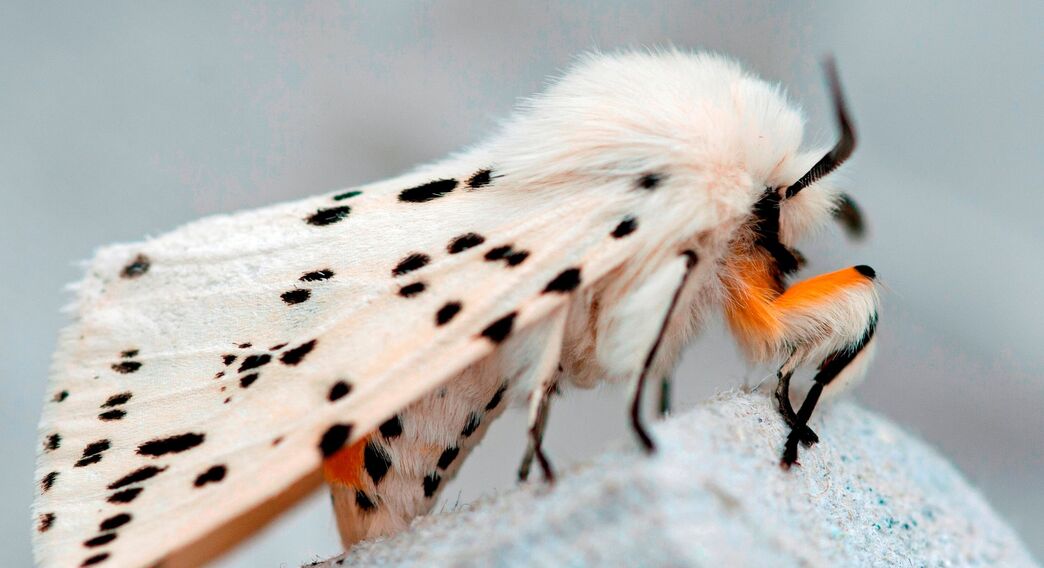 The difference between moths and butterflies | Essex Wildlife Trust