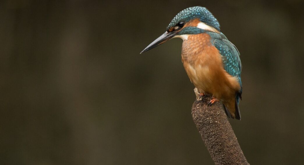 Winter bird survey at Two Tree Island | Essex Wildlife Trust