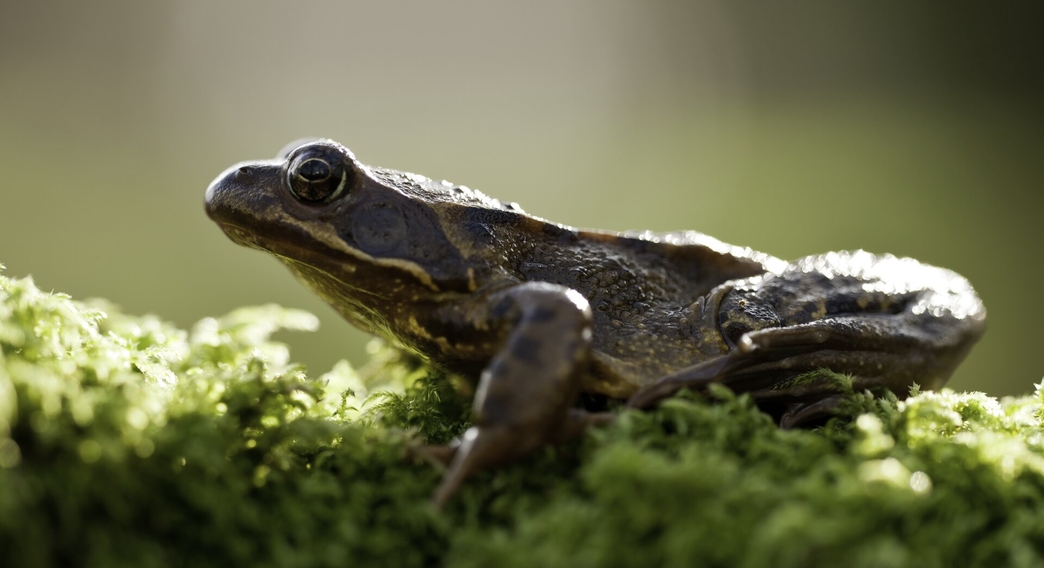 Frog or Toad? | Essex Wildlife Trust
