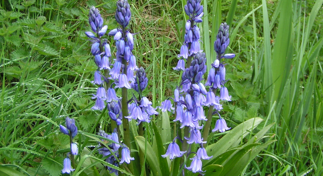 Invasive Non-Native Species Week | Essex Wildlife Trust