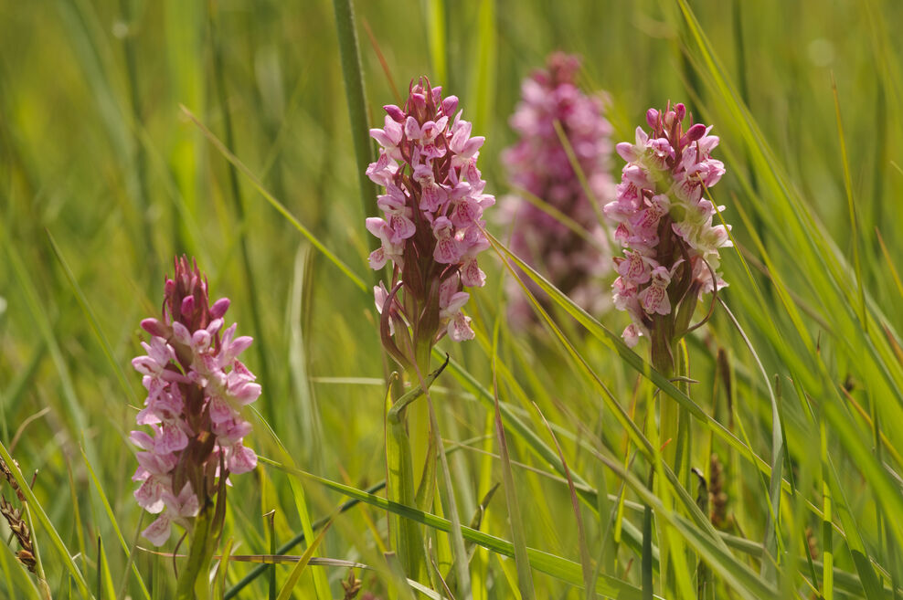 Where to see orchids | Essex Wildlife Trust