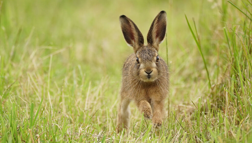 Land conservation | Essex Wildlife Trust