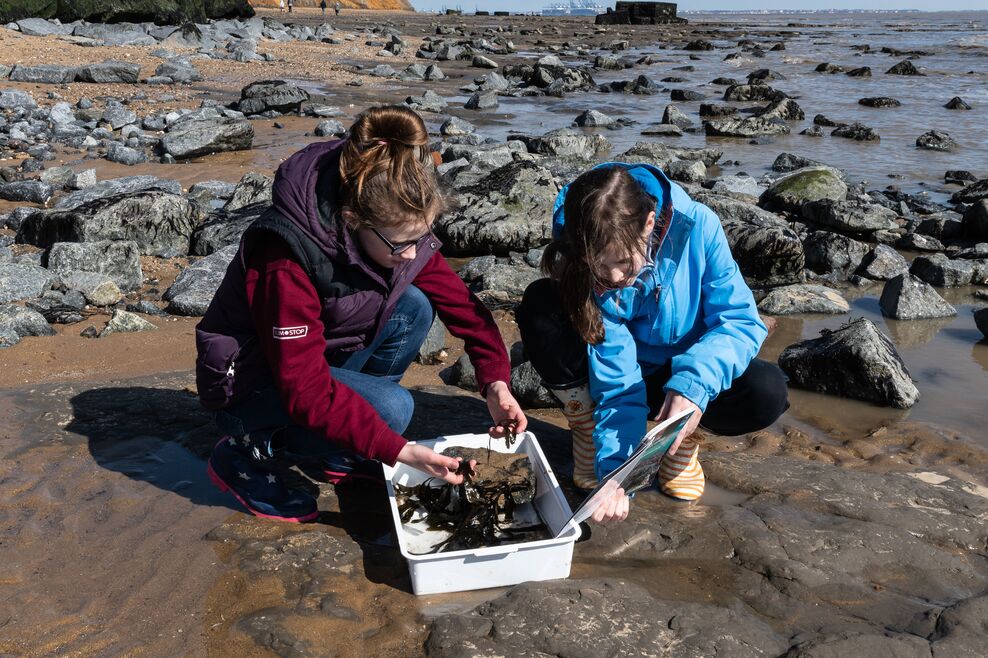 Finding fossils in Essex | Essex Wildlife Trust