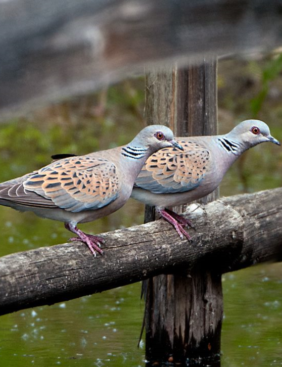Top 5 wildlife photography hides in Essex | Essex Wildlife Trust