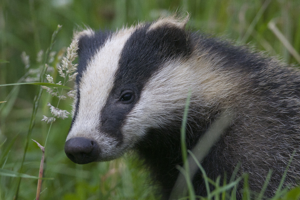 Government U-turn on promises to end badger culling | Essex Wildlife Trust