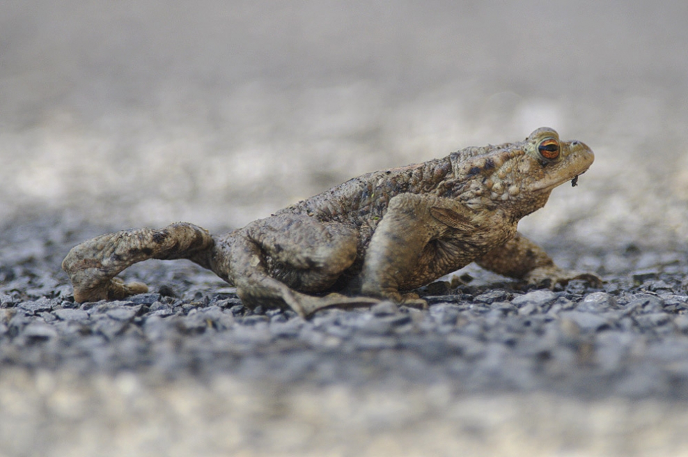 Frog or Toad? | Essex Wildlife Trust